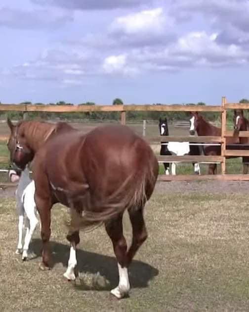 Horse gives birth to rare foal – you won’t believe the markings on her ...