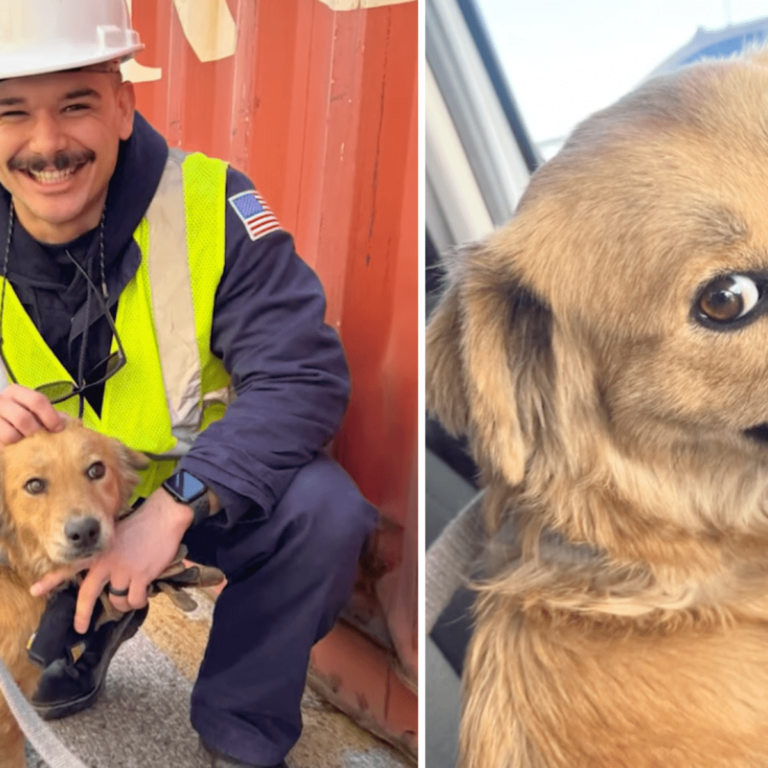 Connie, pregnant dog who was rescued from shipping container, dies ...