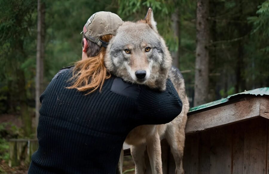 One day, Jack fed an injured wolf, and a year later, the unexpected ...